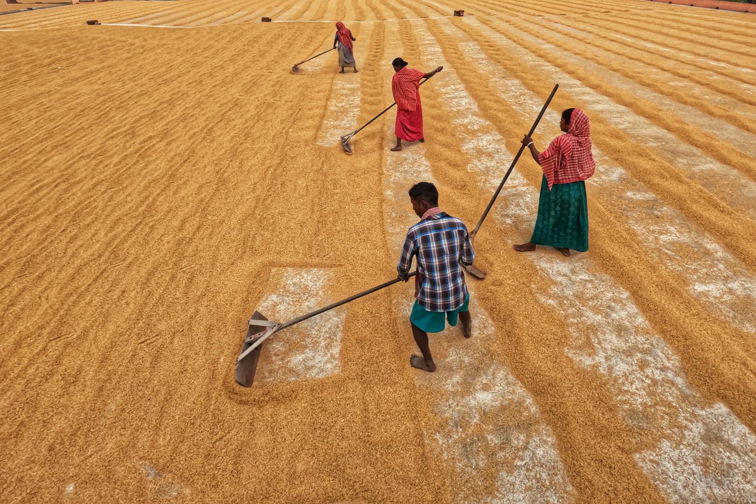 INDIA SET TO REMAIN LEADING PLAYER IN GLOBAL RICE MARKET DESPITE ...